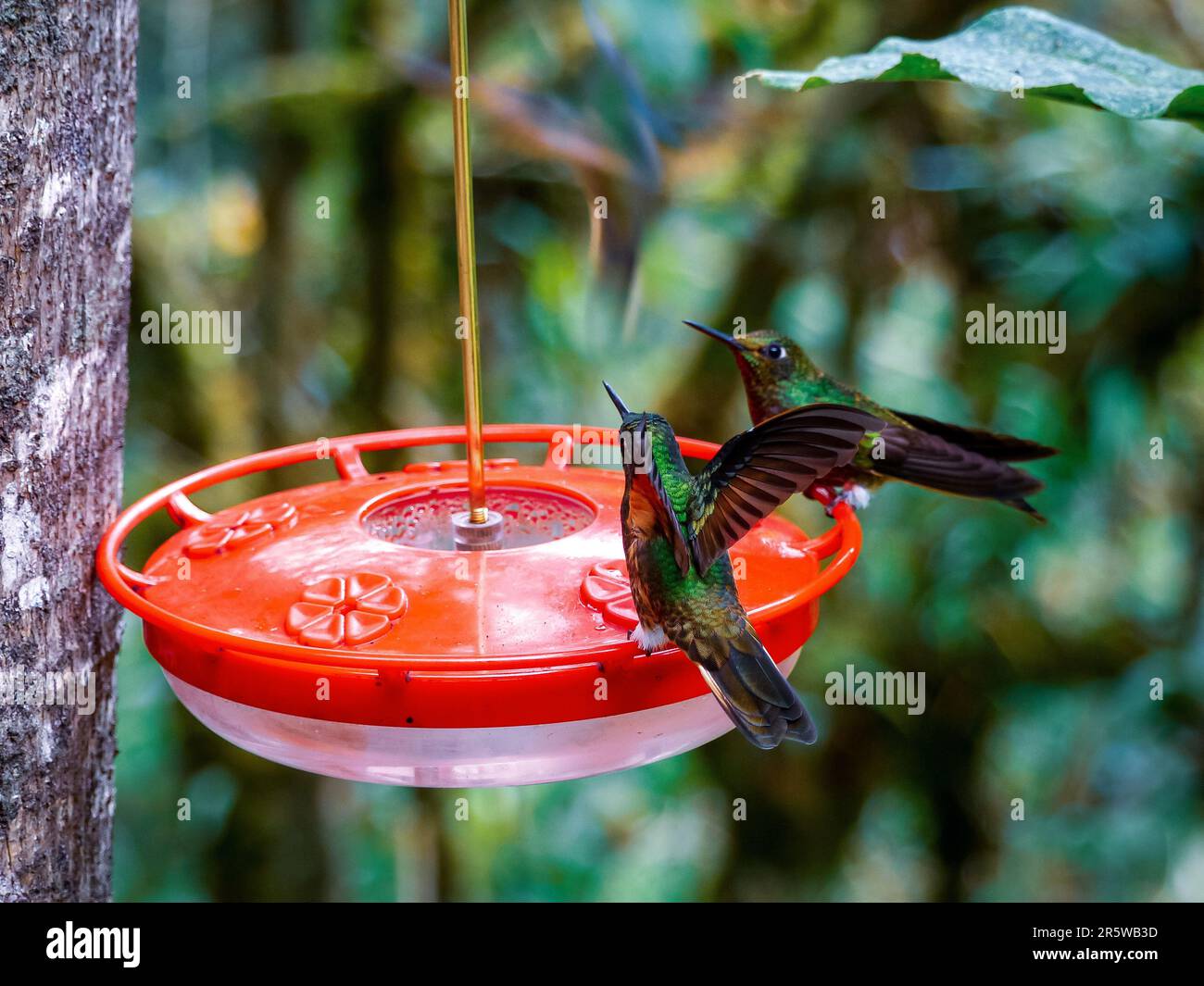Two vibrant hummingbirds flutter hi-res stock photography and images ...