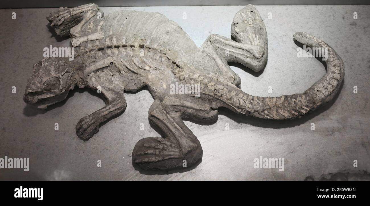 Psittacosaurus is a herbivore genus of extinct ceratopsian dinosaur ...