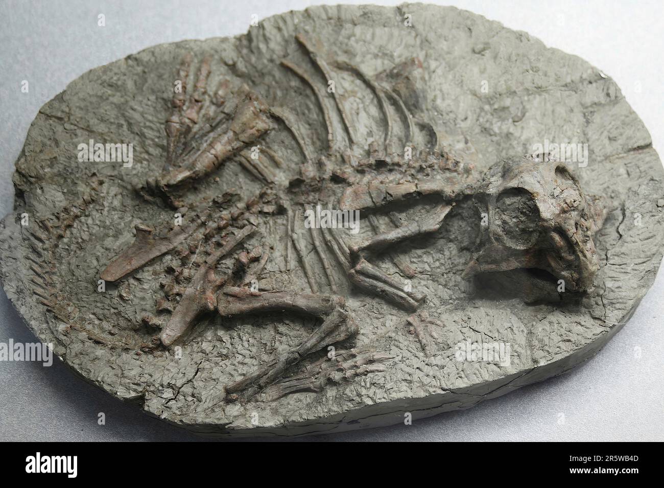 Psittacosaurus is a herbivore genus of extinct ceratopsian dinosaur ...