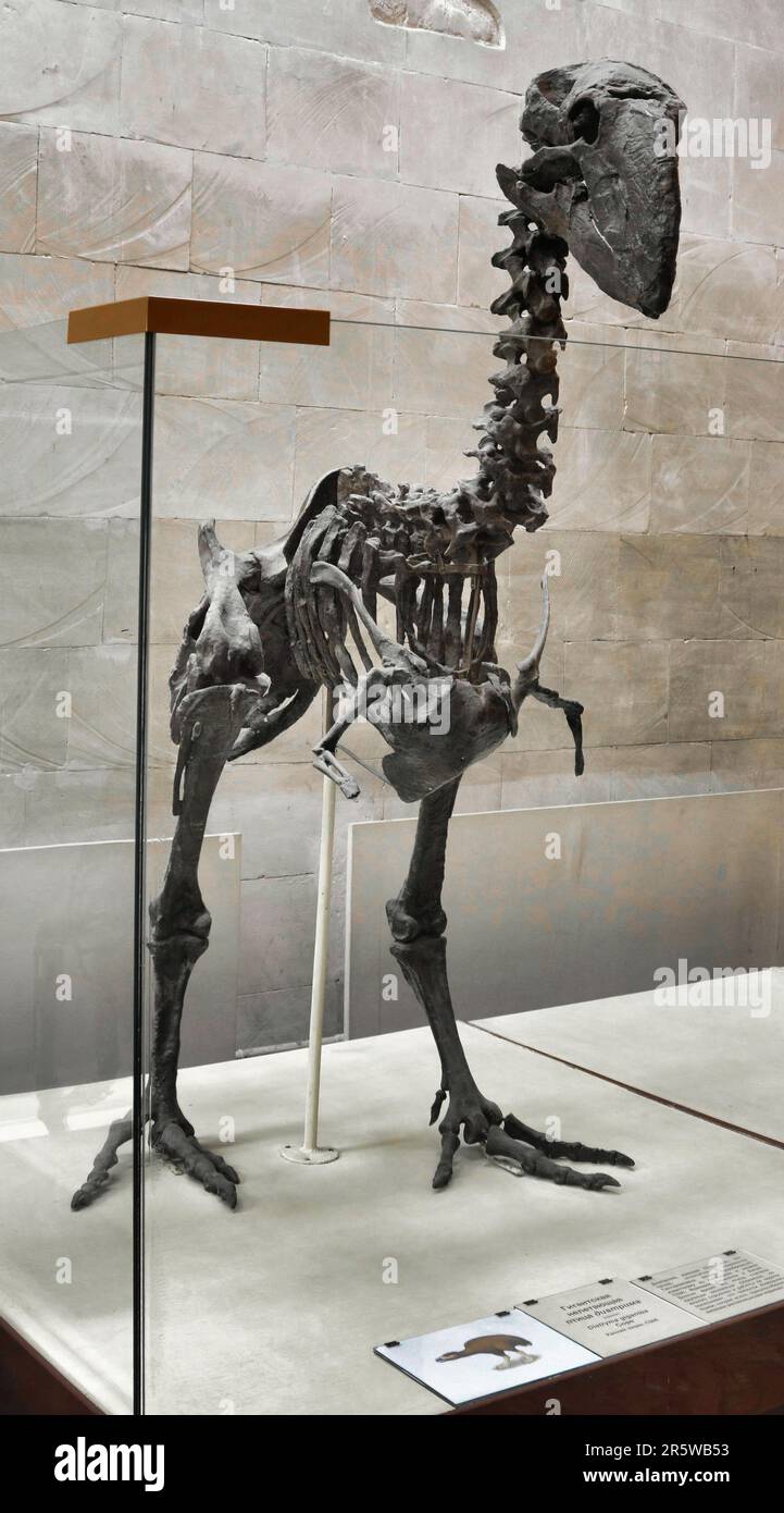 The Diatryma was a large flightless bird that lived during the ...