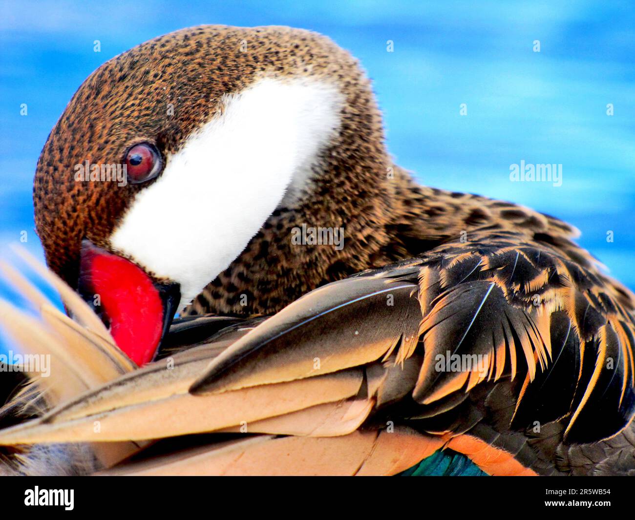 Wonderful Bahamian duck (Dominican Republic Stock Photo - Alamy