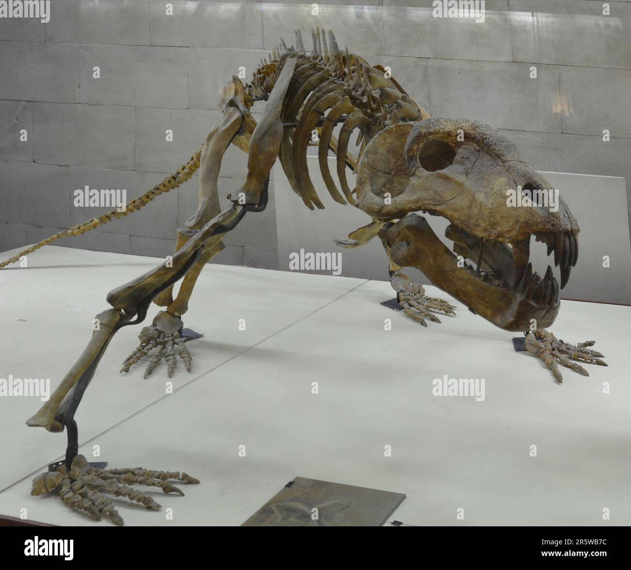 Titanophoneus (Titanic assassin) is an extinct genus of carnivorous ...