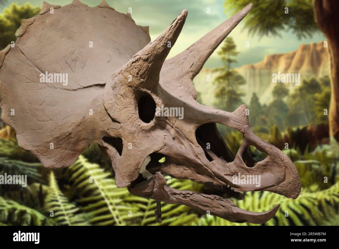 Chasmosaurine hi-res stock photography and images - Alamy