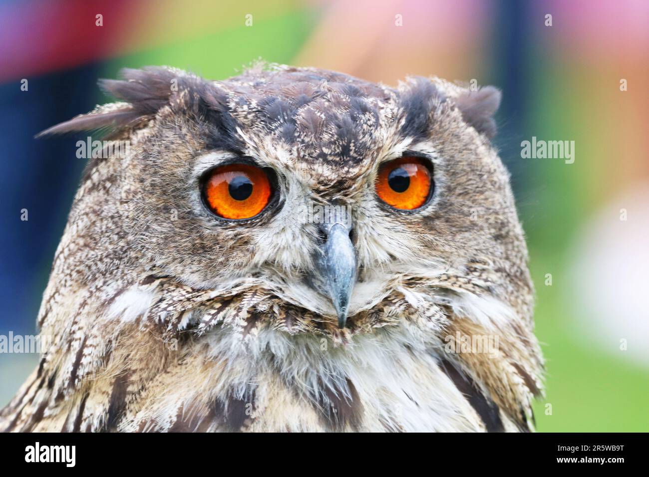Birds with beautiful eyes hi-res stock photography and images - Alamy
