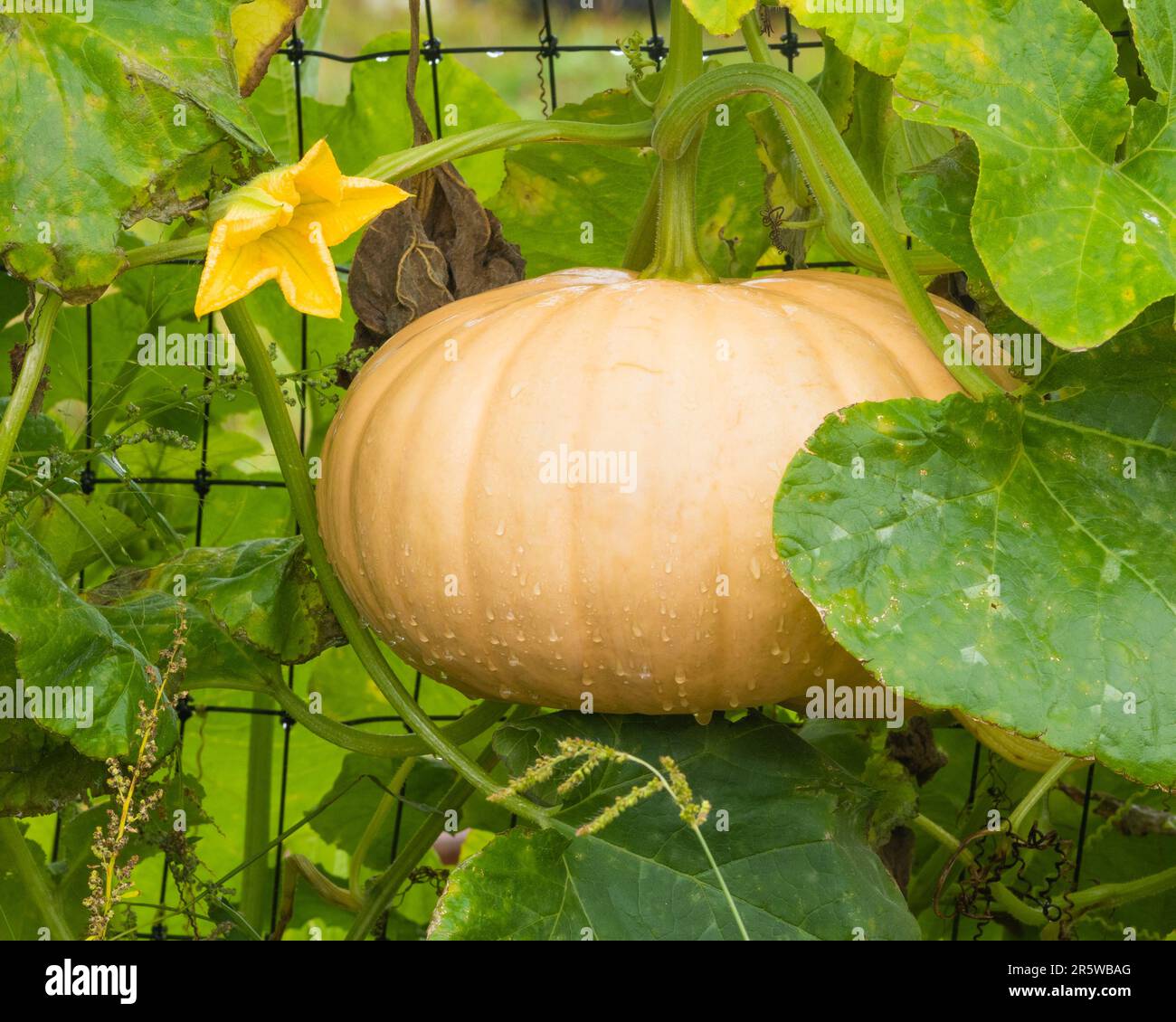 large flat pumpkin on the vine and is covered in rain droplets Stock ...
