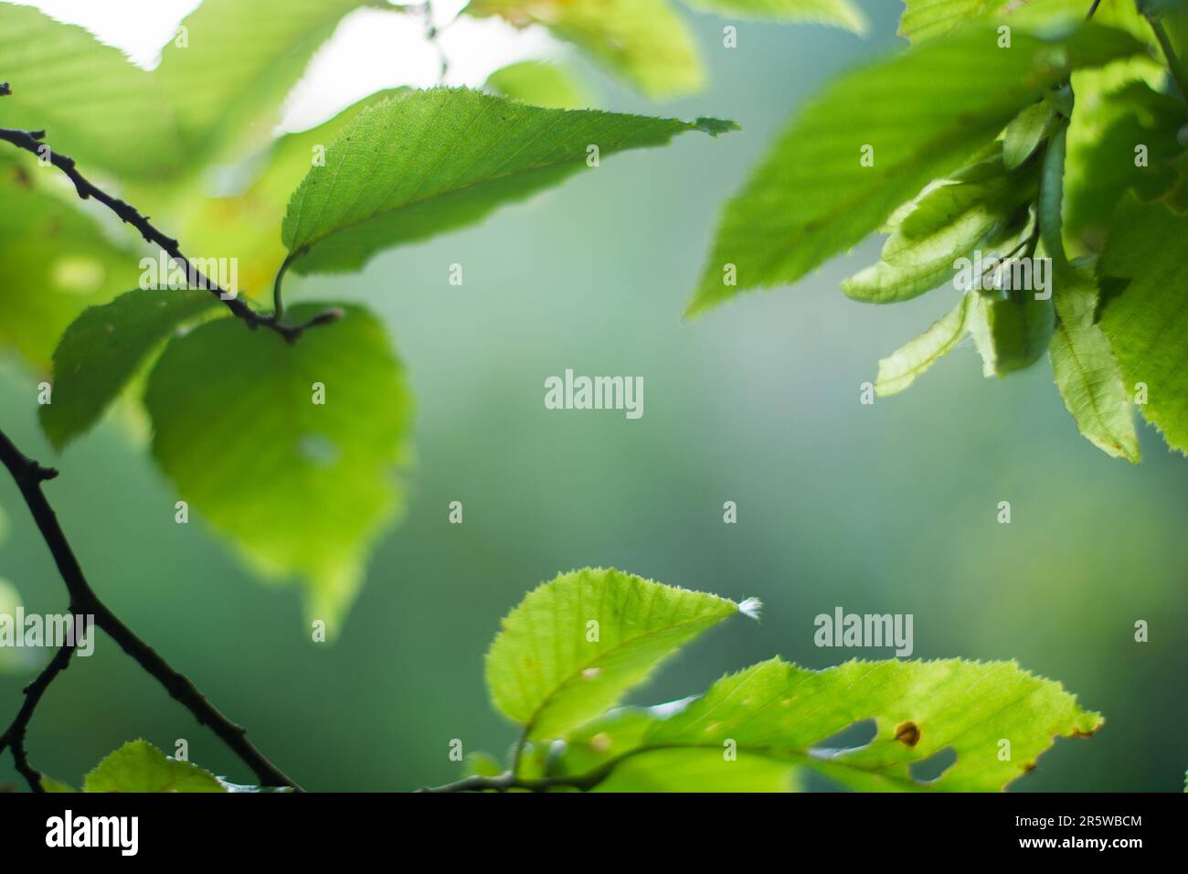 Backlit rain forest leaf hi-res stock photography and images - Alamy