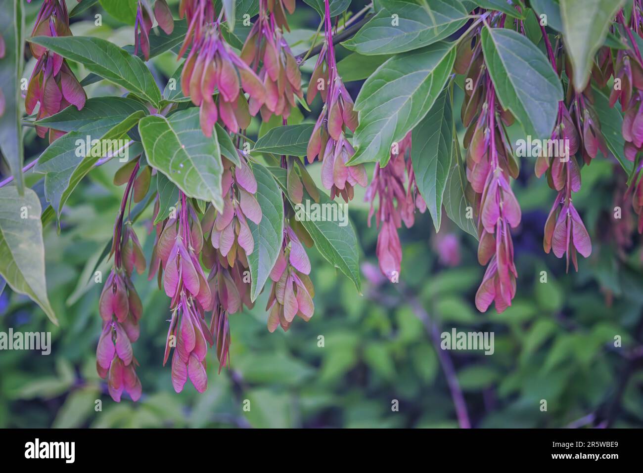 Acer bush sun hi-res stock photography and images - Alamy