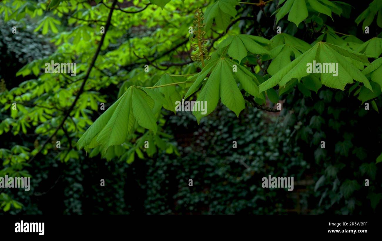 Close-up of young green chestnut leaves against background of dark ivy ...