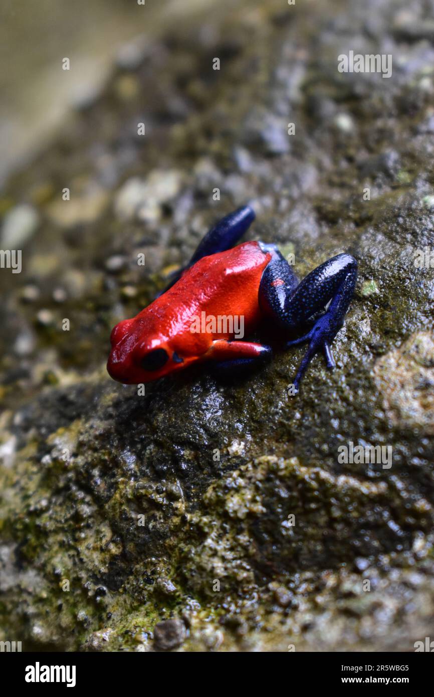 Poisonous rock frog hi-res stock photography and images - Alamy
