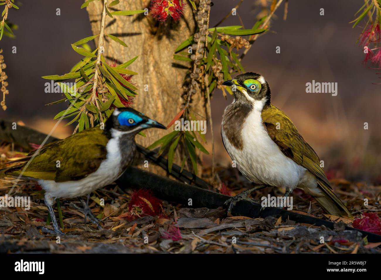 Two Blue-faced Honeyeater birds perched on a tree branch in a natural ...