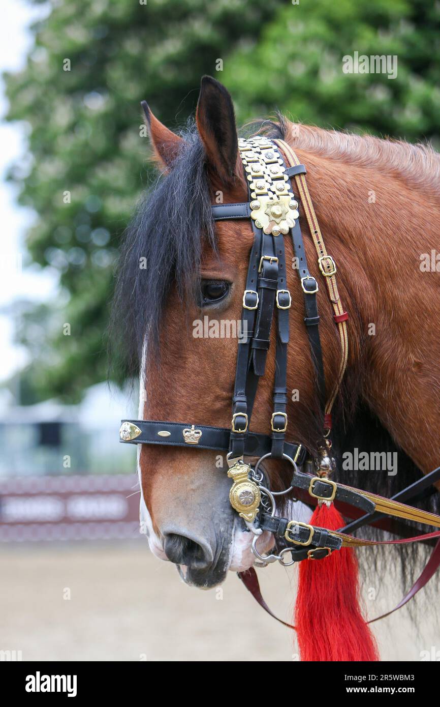 Royal equine tradition hi-res stock photography and images - Alamy