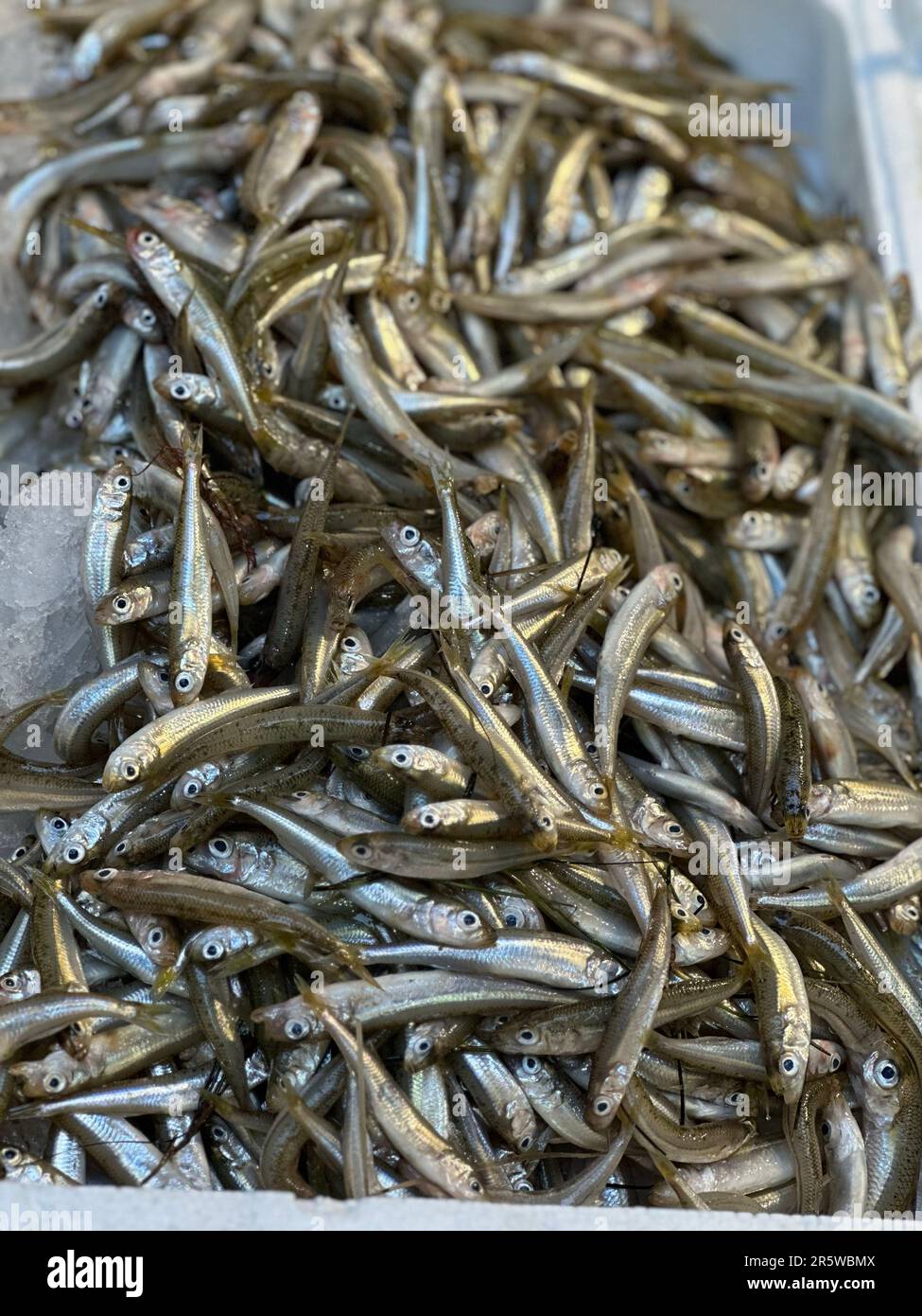 A large quantity of fresh fish stored in a plastic container, resting ...