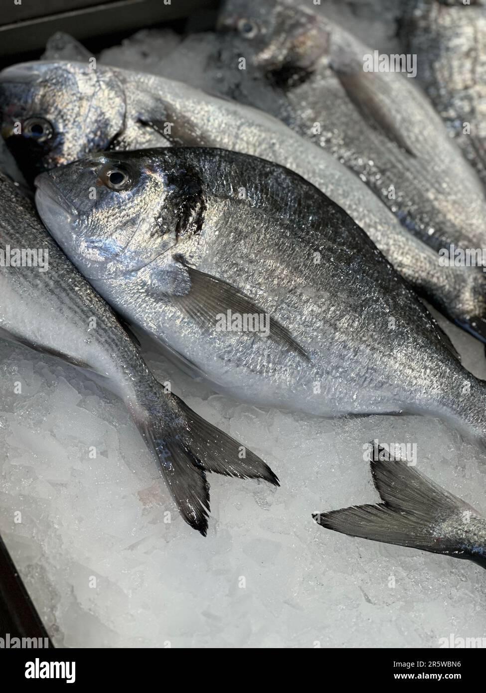 A close-up of a cooler filled with ice, with several fish resting atop ...