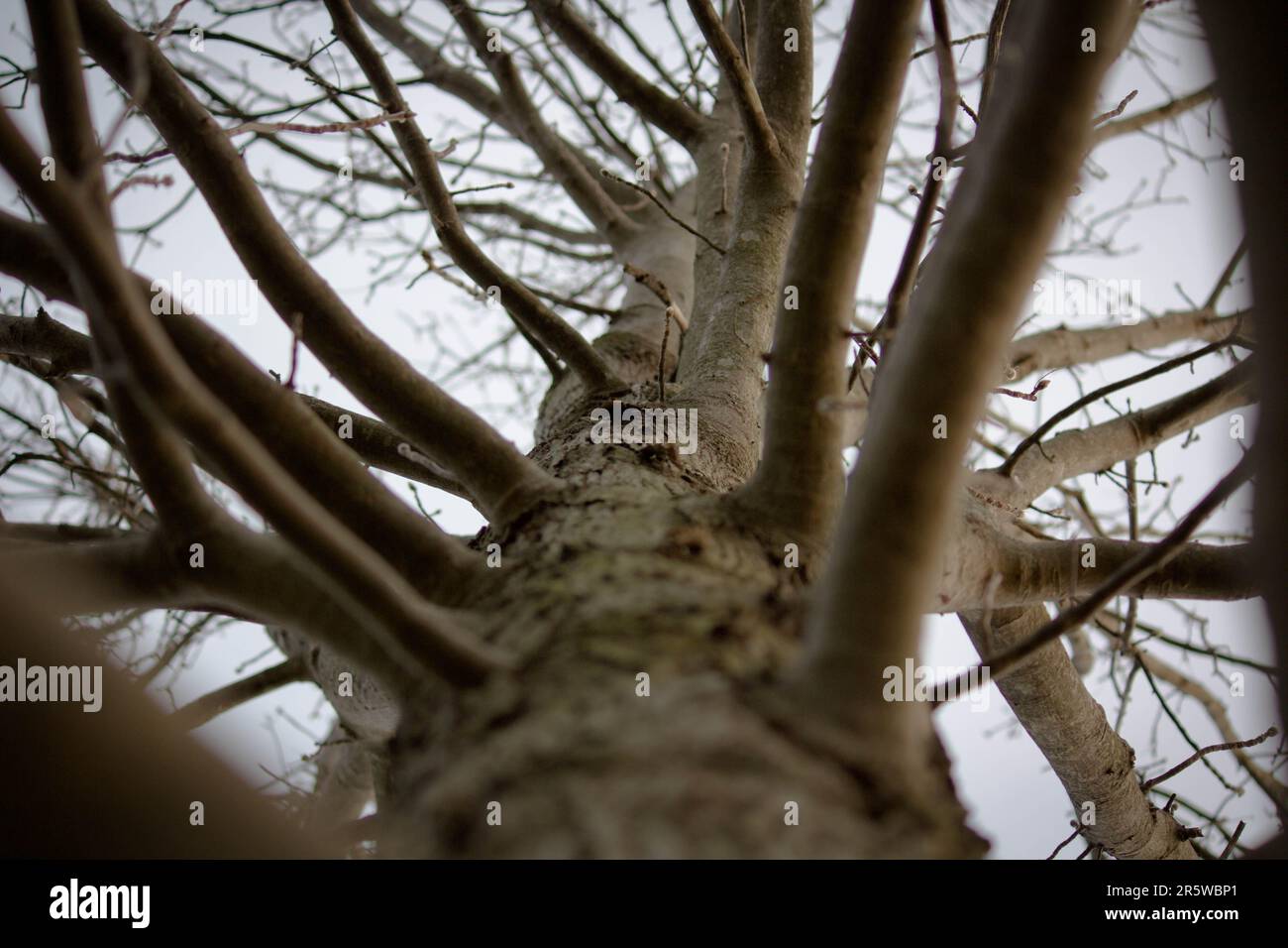 Tall tree with sprawling branches hi-res stock photography and images ...
