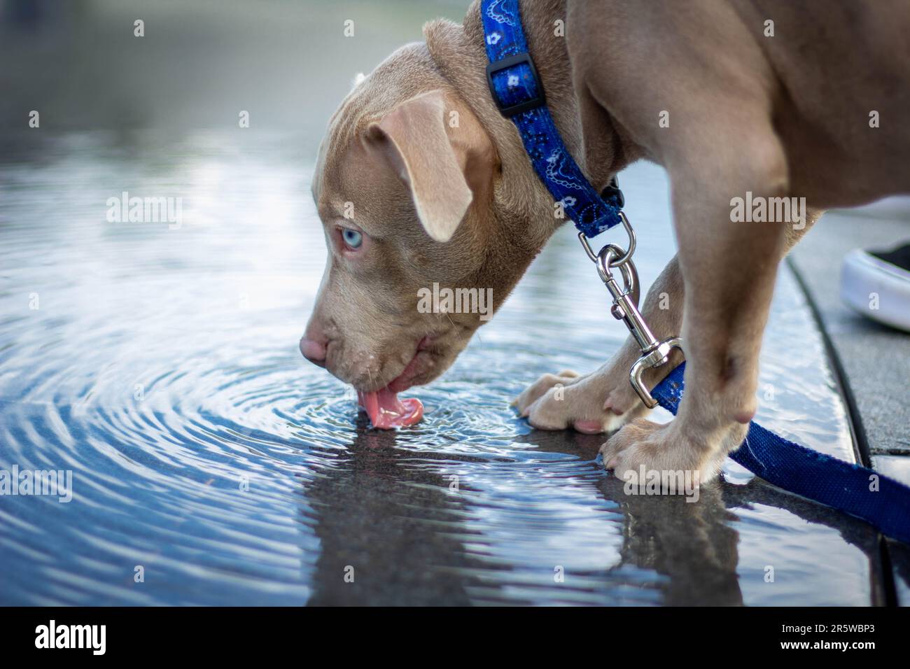 Fawn pitbull hi-res stock photography and images - Alamy