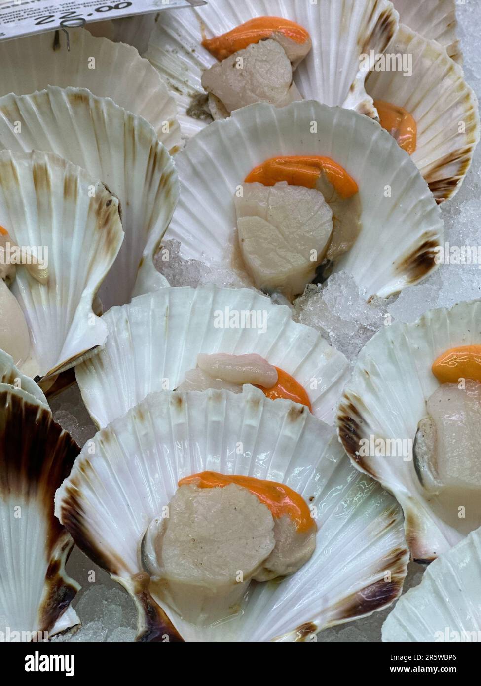 An array of pristine scallops in their shells is on display in an ...