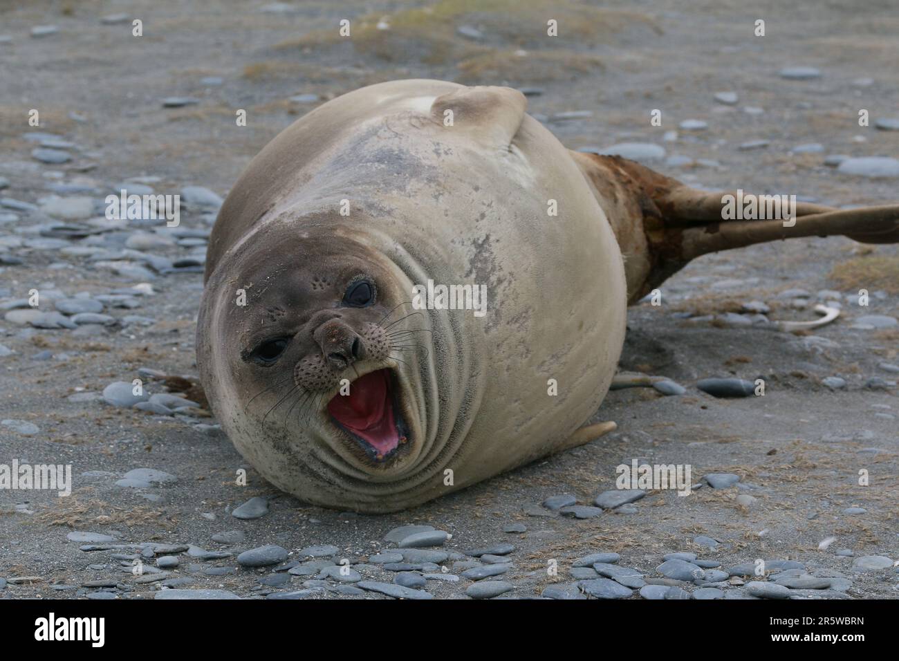 A cute angry seal resting on a bed of gravel and stones near a body of ...