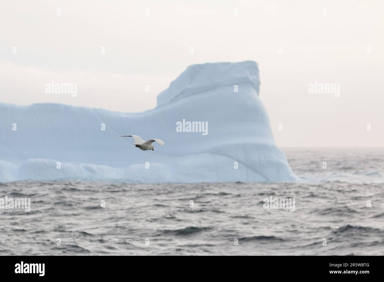 A majestic iceberg in the ocean, with a bird in flight soaring above it ...