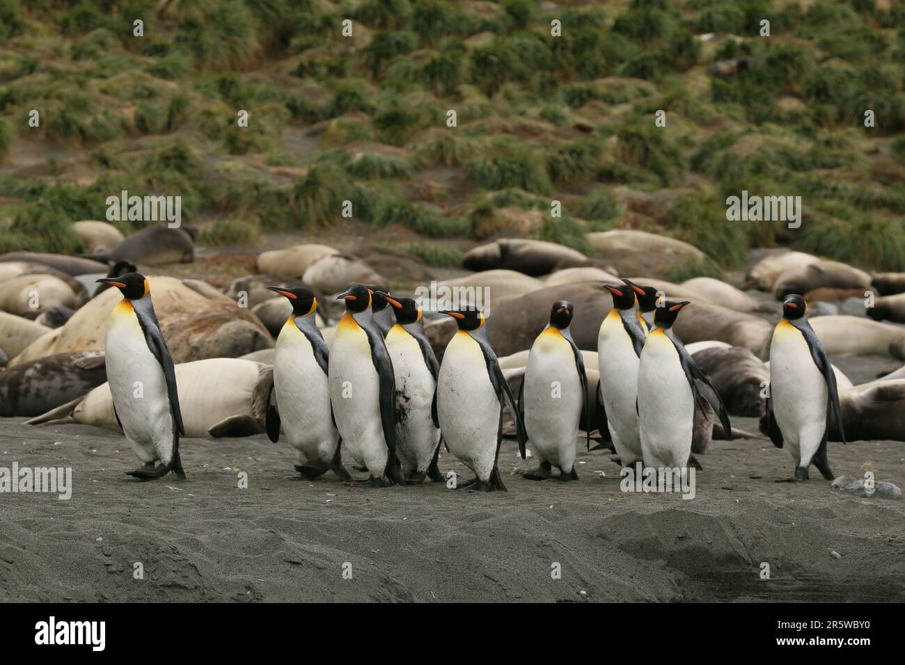 A flock of penguins congregating on a sandy beach Stock Photo - Alamy
