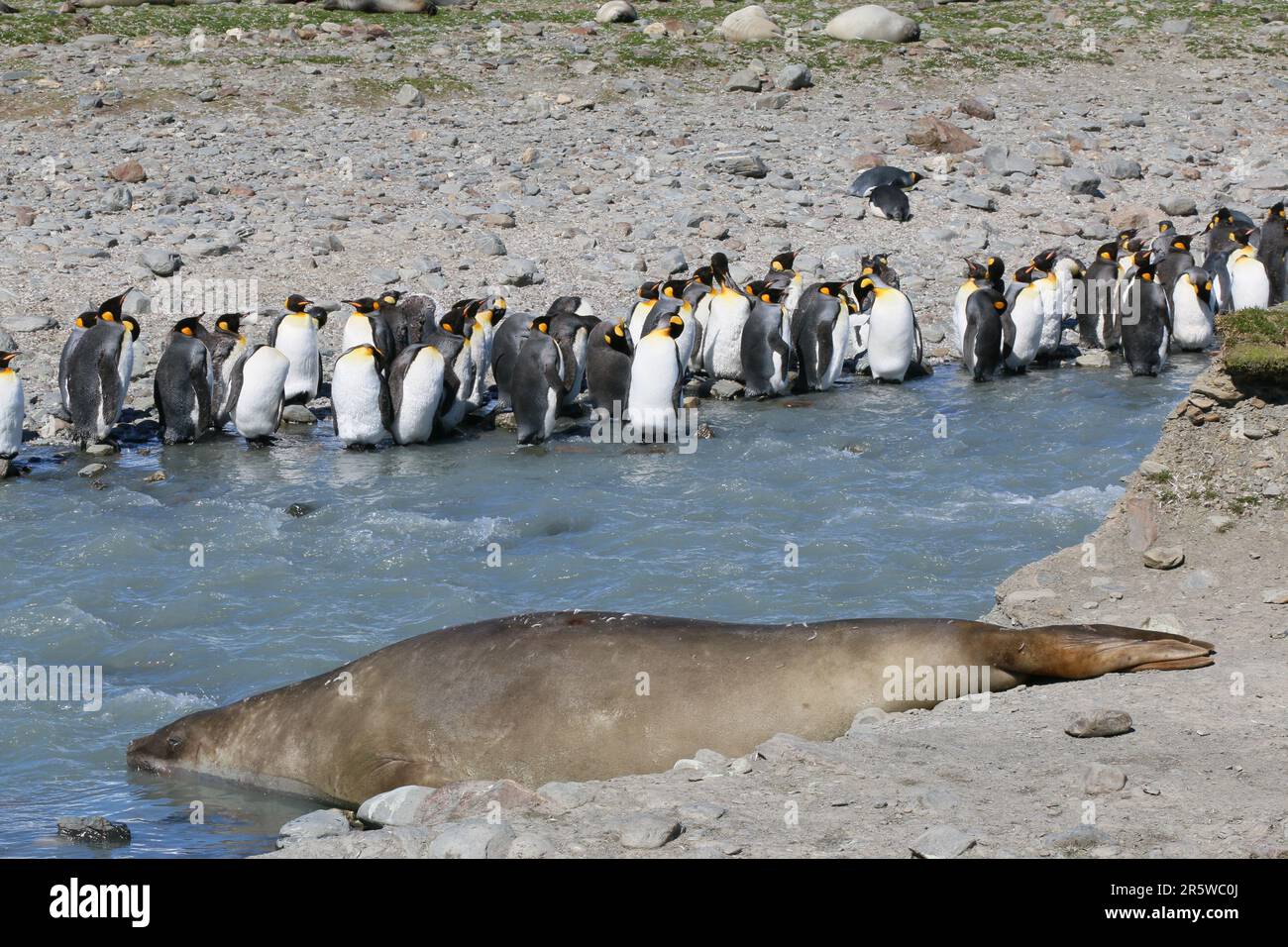 A diverse wildlife scene featuring a large group of penguins and a ...