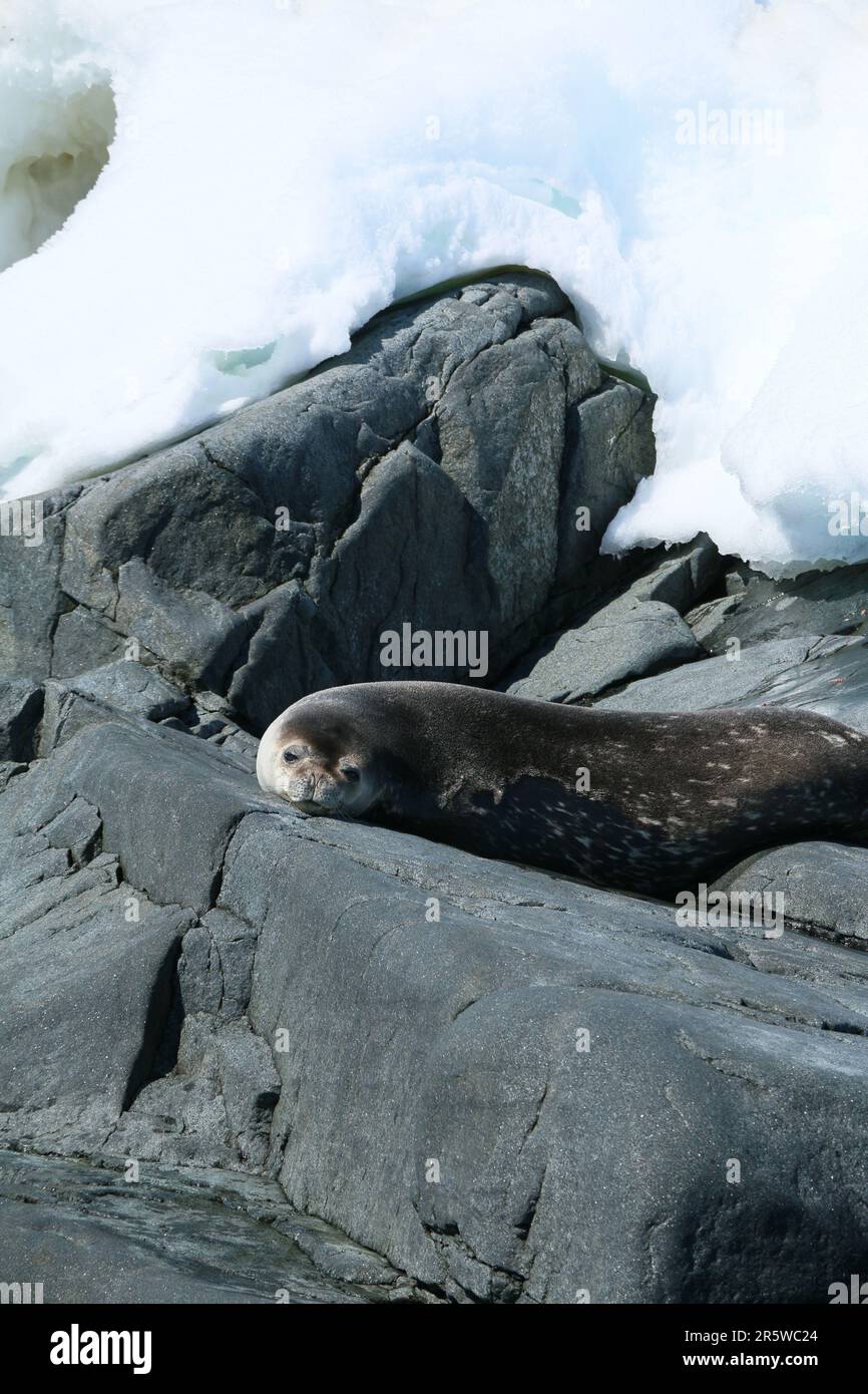 Small seal hi-res stock photography and images - Alamy