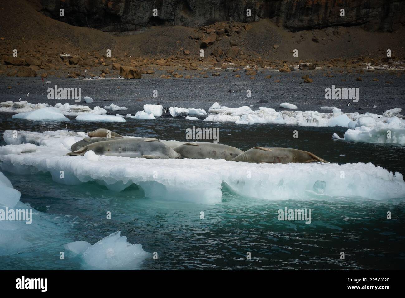 A group of seals resting on a sheet of ice in a body of water Stock ...