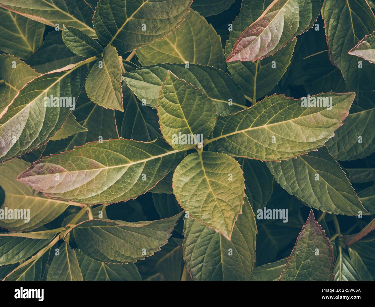 Nature decor for presentation of natural cosmetics or wallpaper desktop ...