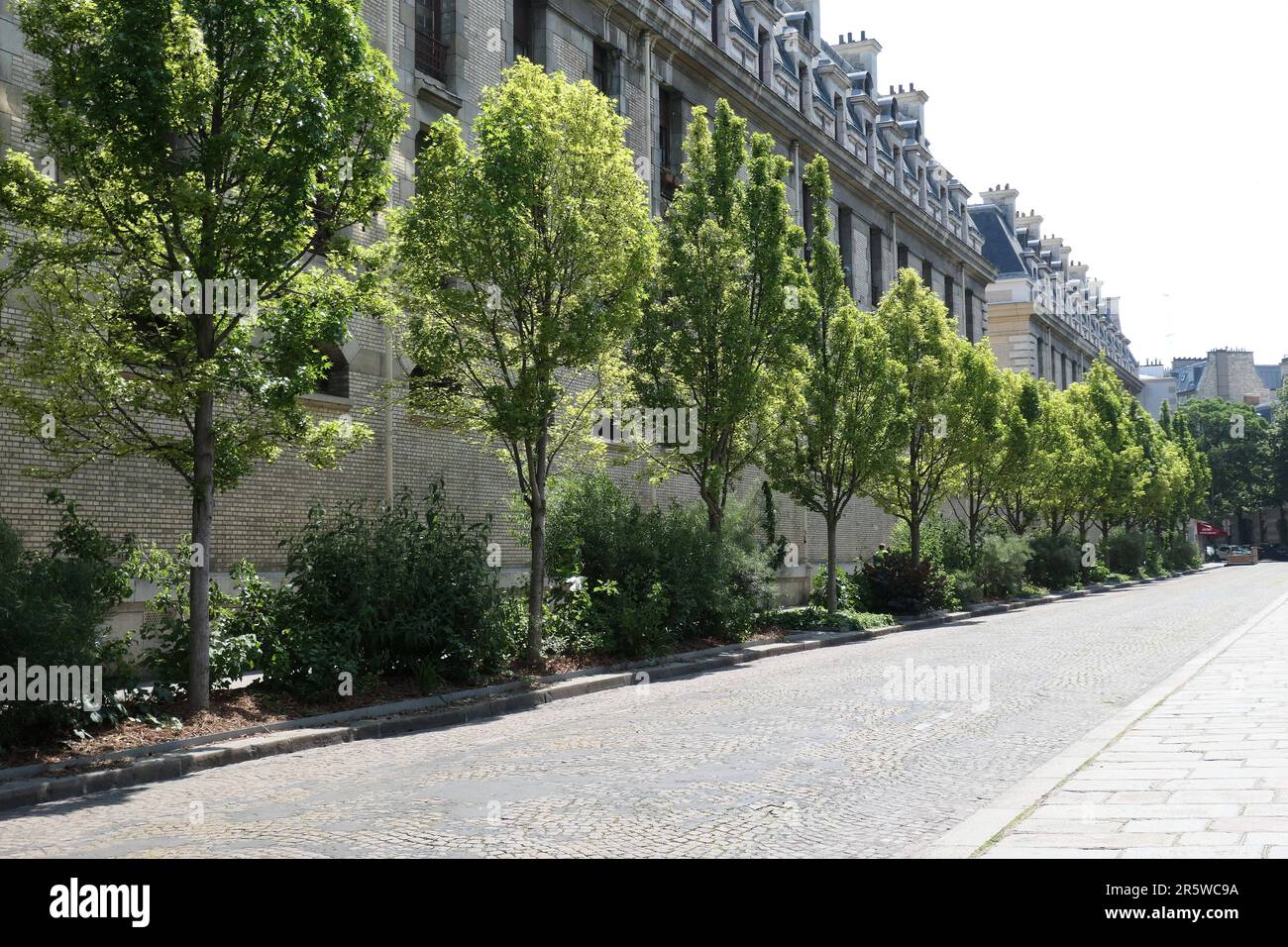 Paris green row of trees hi-res stock photography and images - Alamy