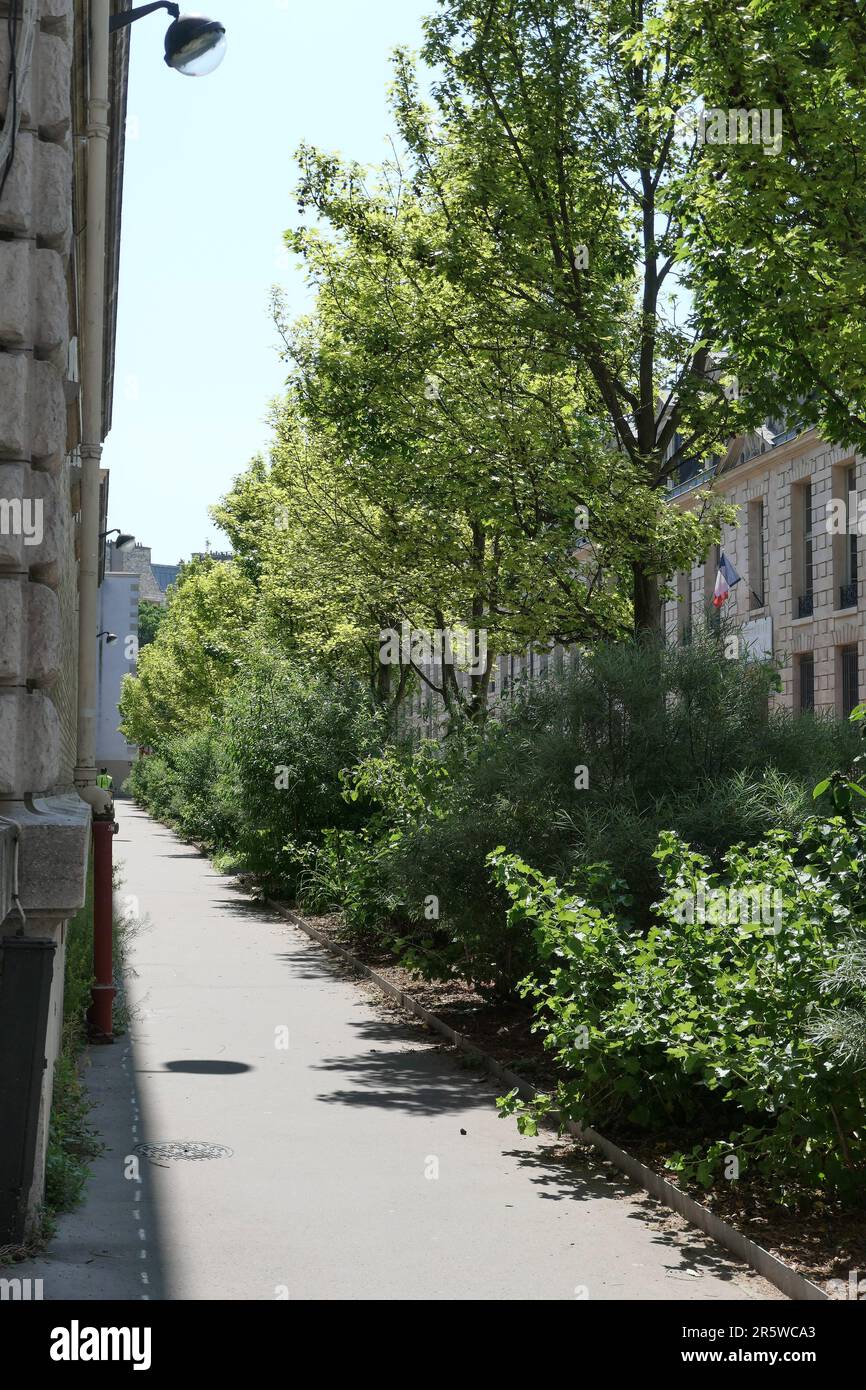 Paris, Rue de Sully, Baumreihe // Paris, Rue de Sully, new planted ...