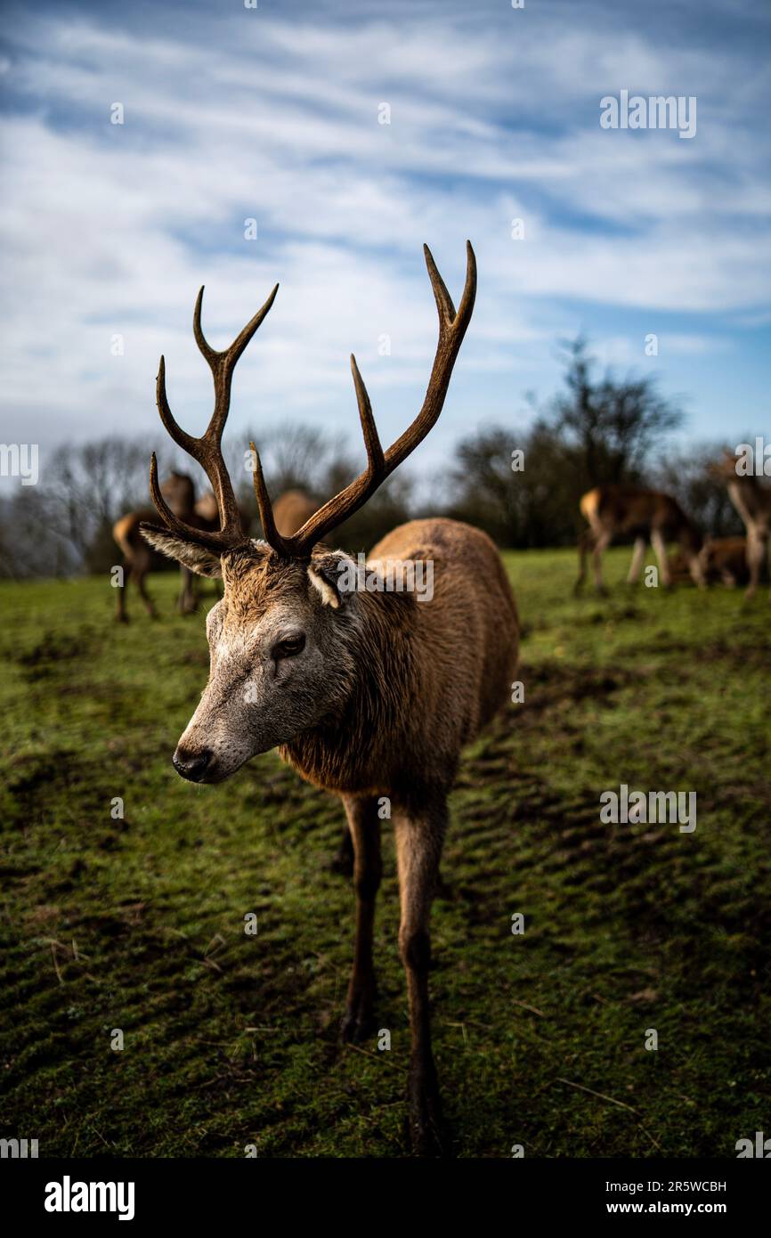 A majestic male deer stands in a picturesque green field, its horns ...