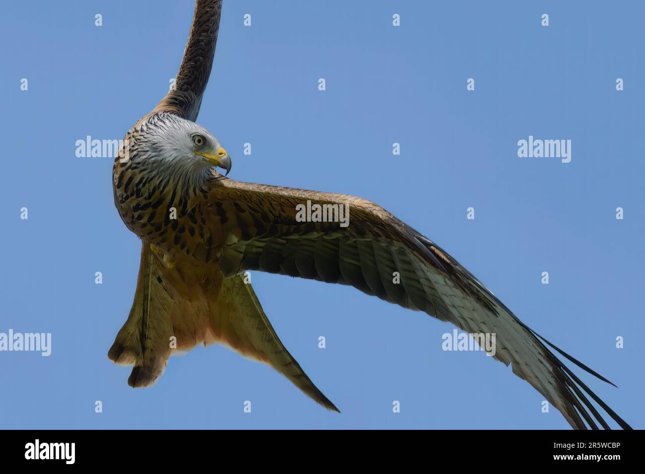 Red kite nest hi-res stock photography and images - Alamy