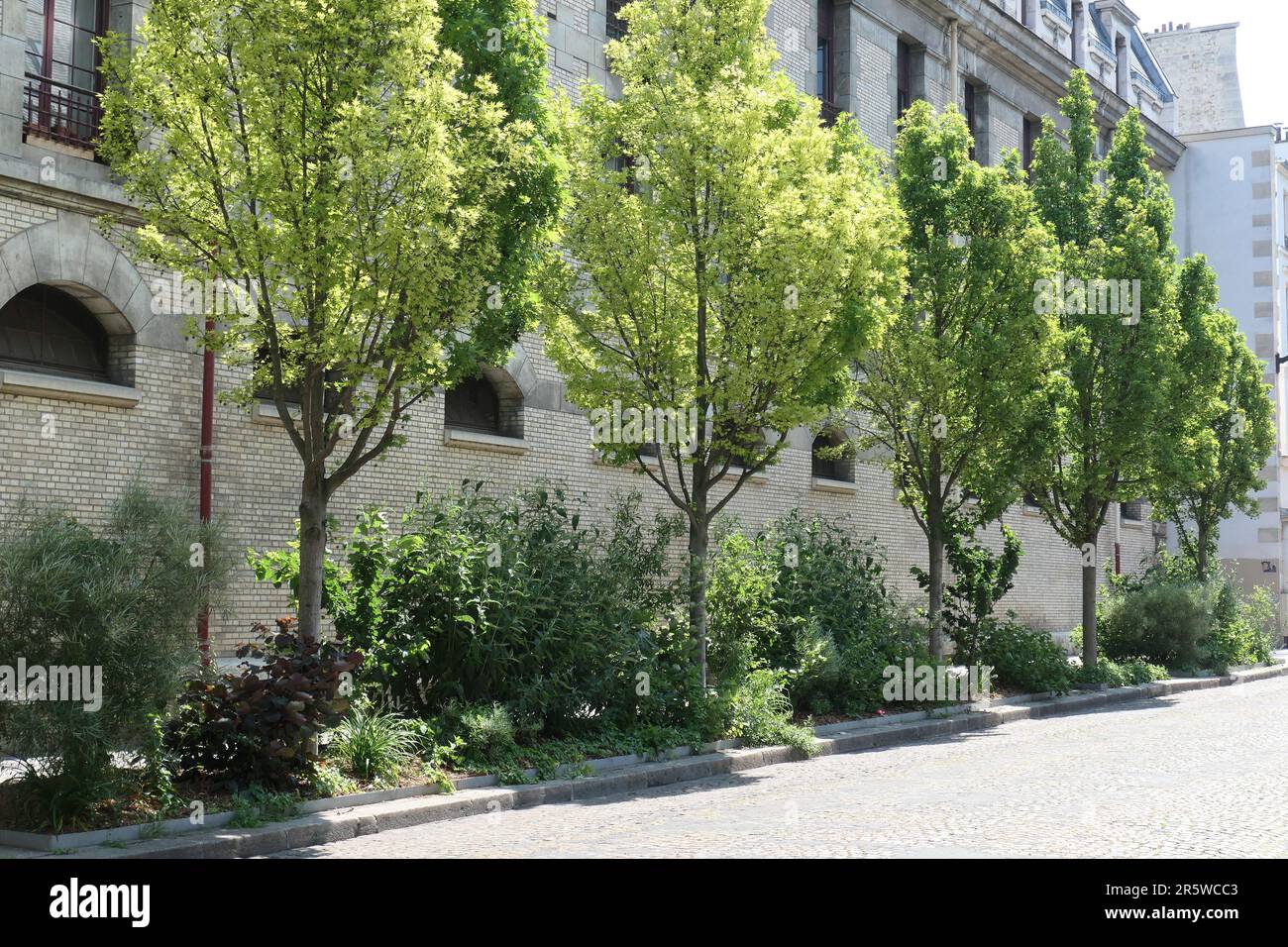 Paris green row of trees hi-res stock photography and images - Alamy