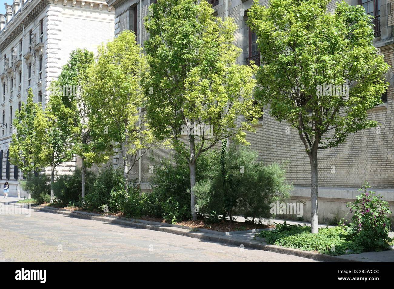 Paris, Rue de Sully, Baumreihe // Paris, Rue de Sully, new planted ...