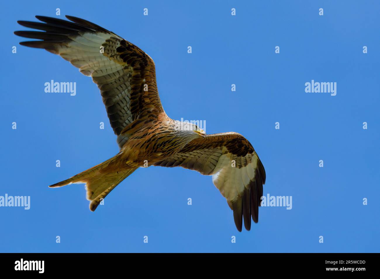 Red kite nest hi-res stock photography and images - Alamy