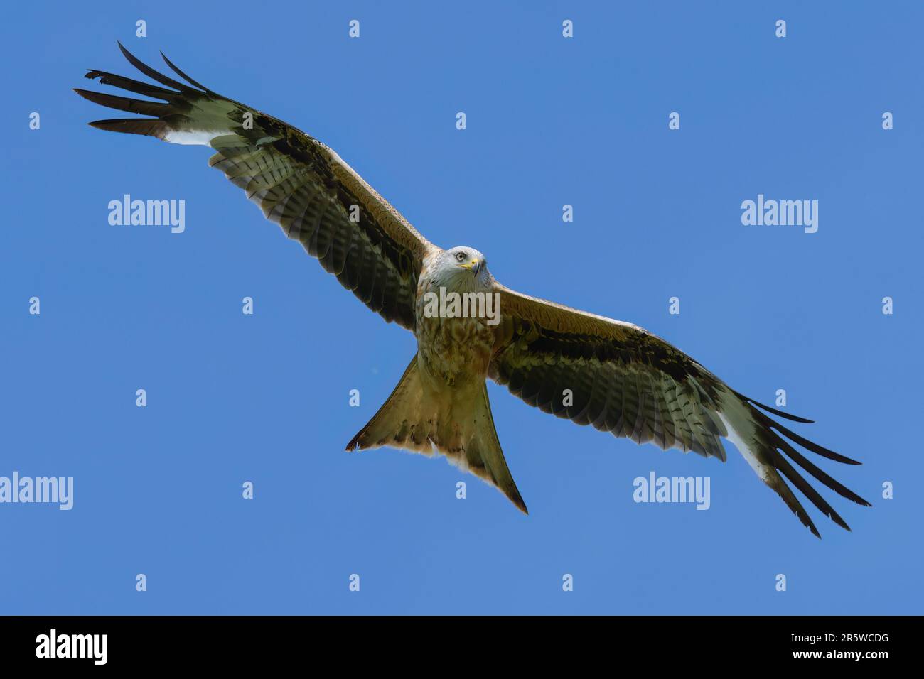 Red kite feather up close hi-res stock photography and images - Alamy