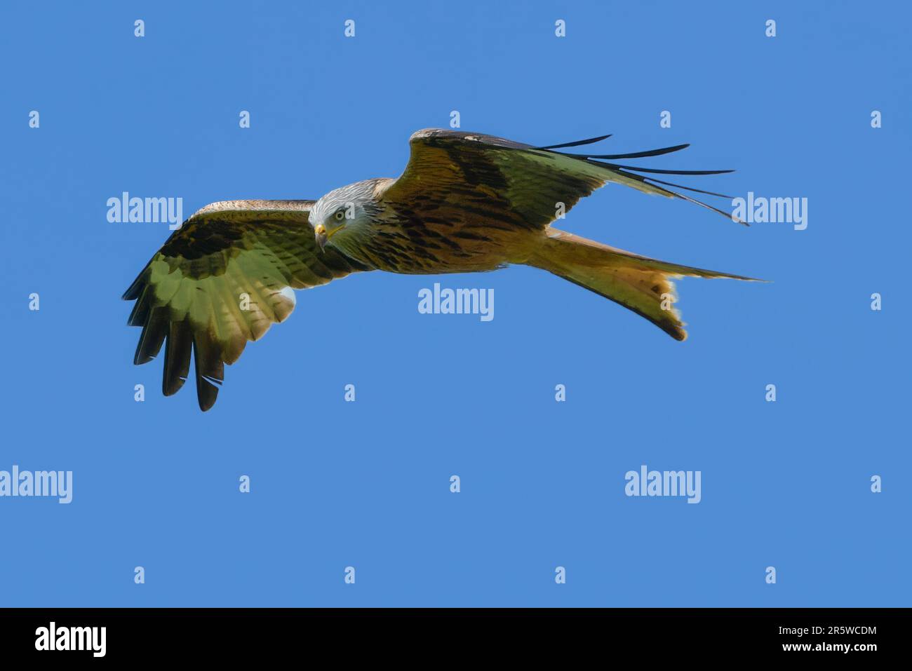 Red kite feather up close hi-res stock photography and images - Alamy