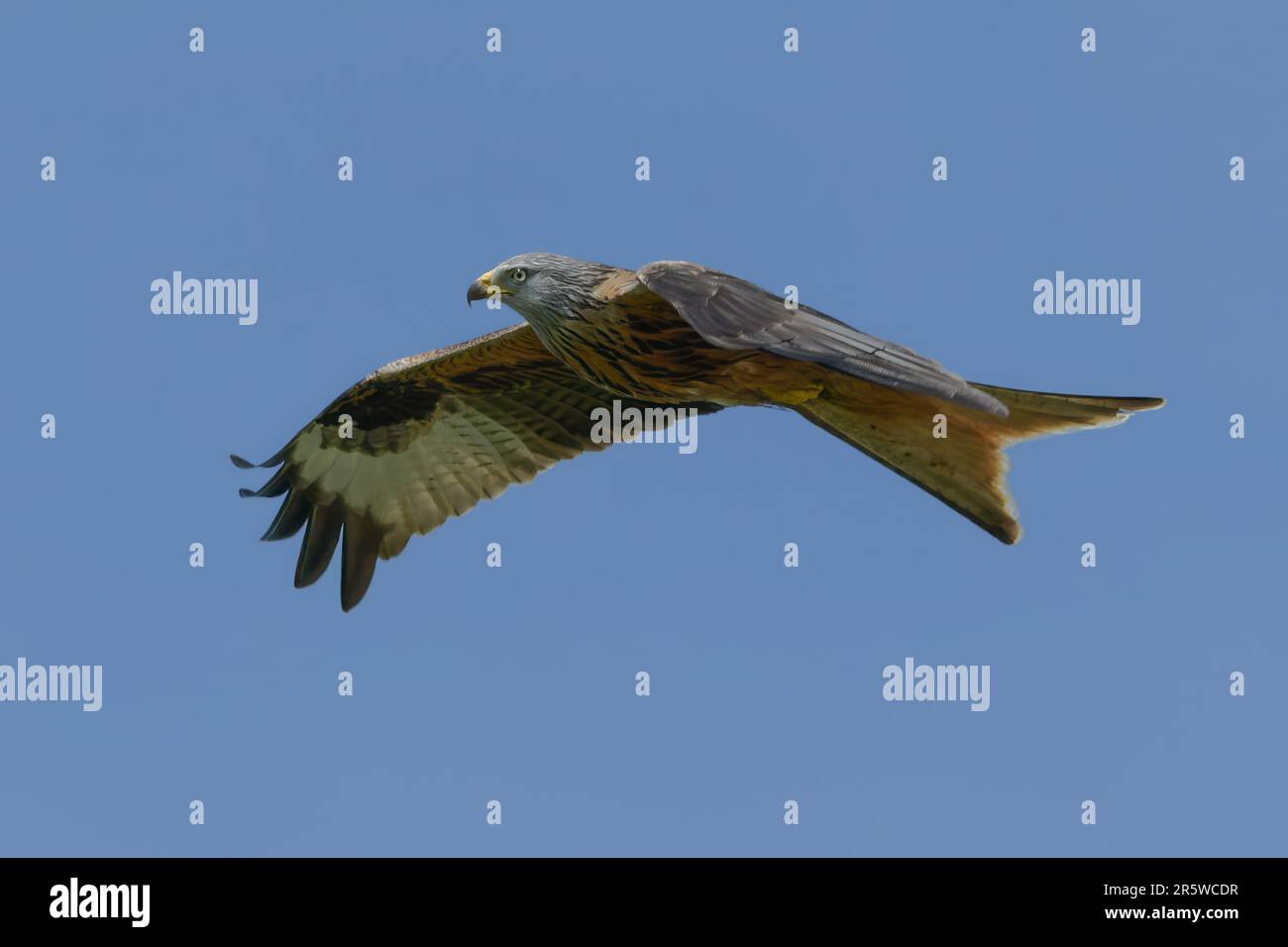 English red kite hi-res stock photography and images - Alamy