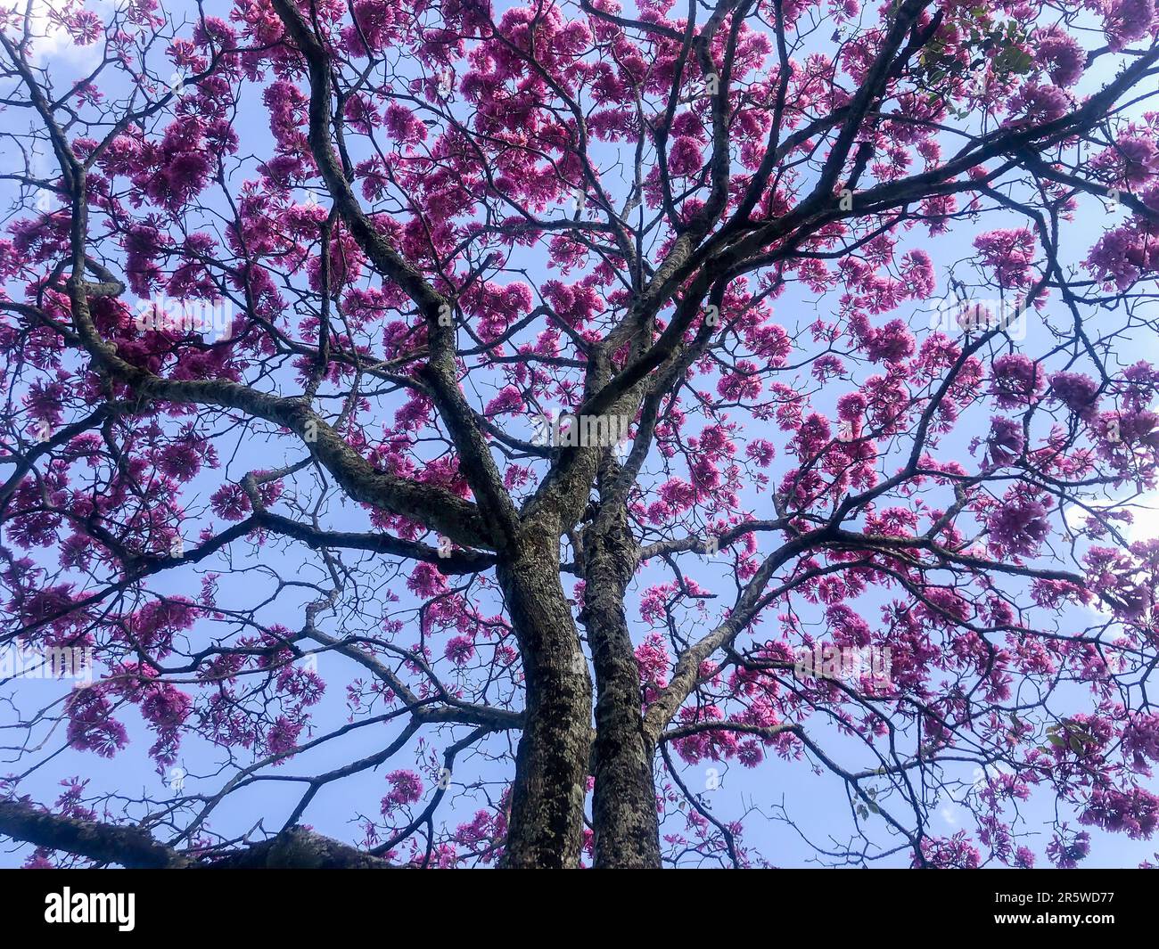 Details of the beautiful Pink Trumpet Tree (Handroanthus heptaphyllus ...