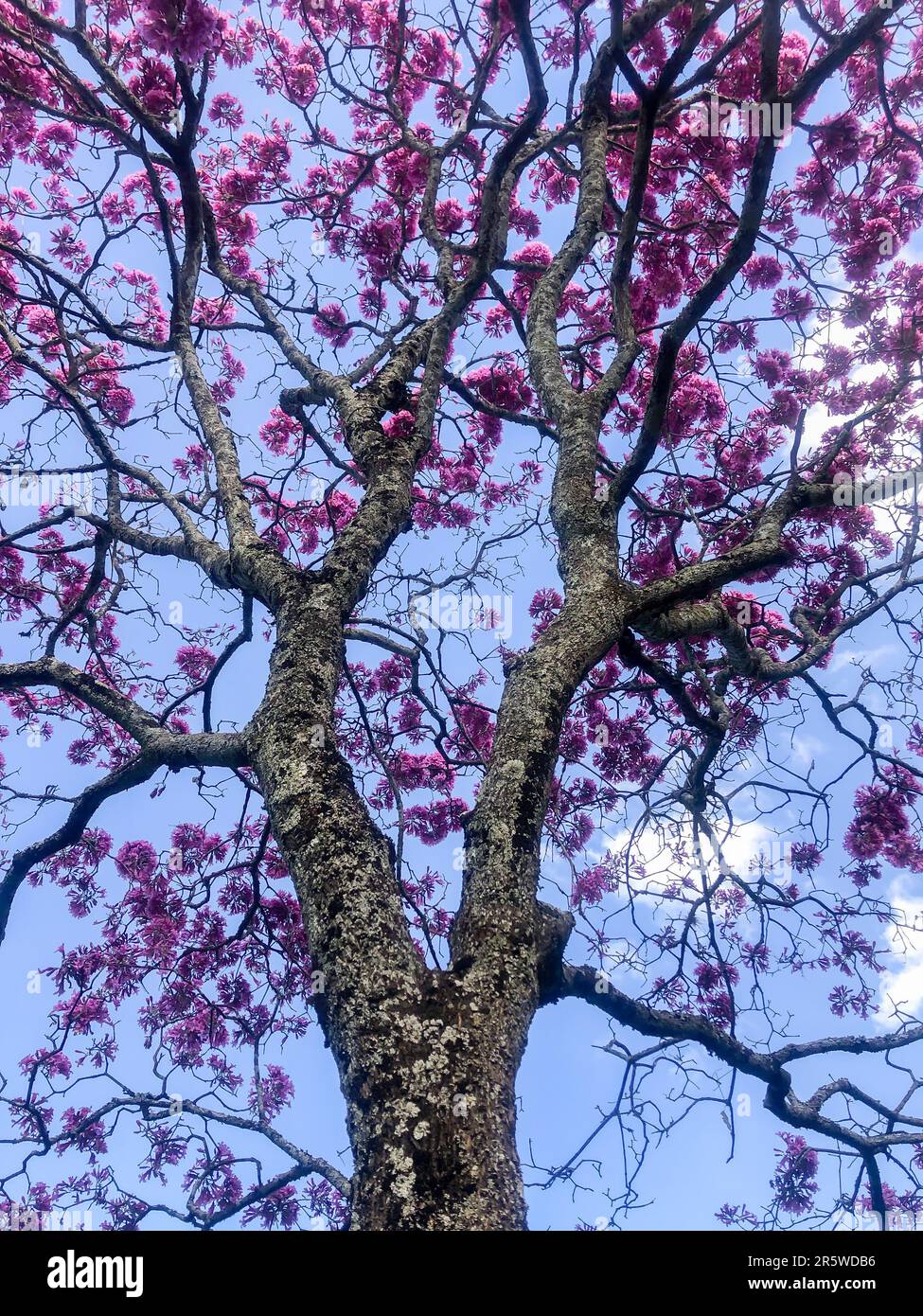Details of the beautiful Pink Trumpet Tree (Handroanthus heptaphyllus ...