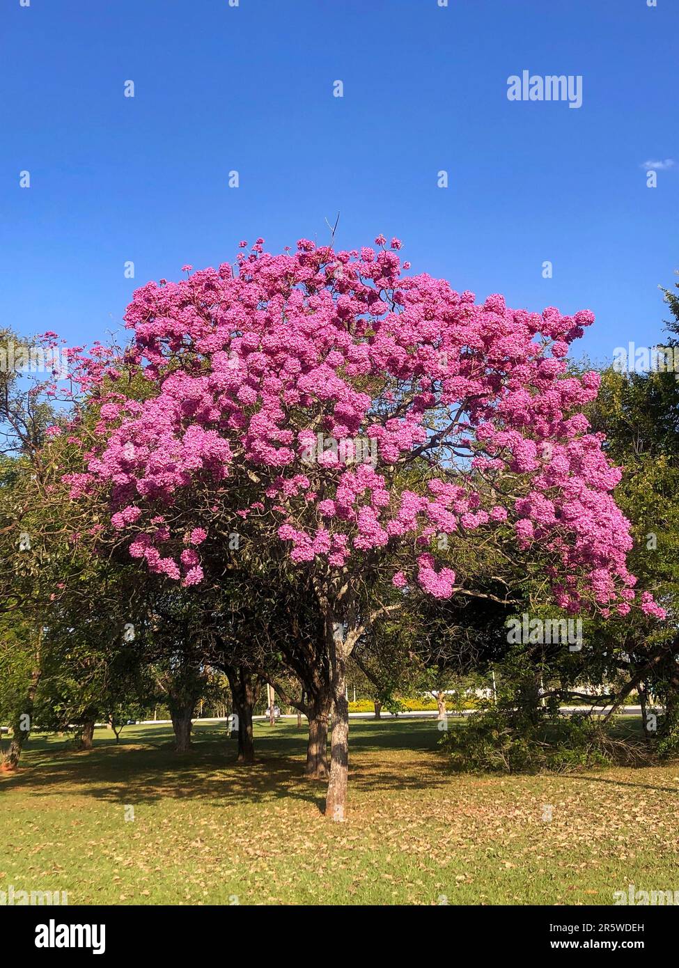 Details of the beautiful Pink Trumpet Tree (Handroanthus heptaphyllus ...
