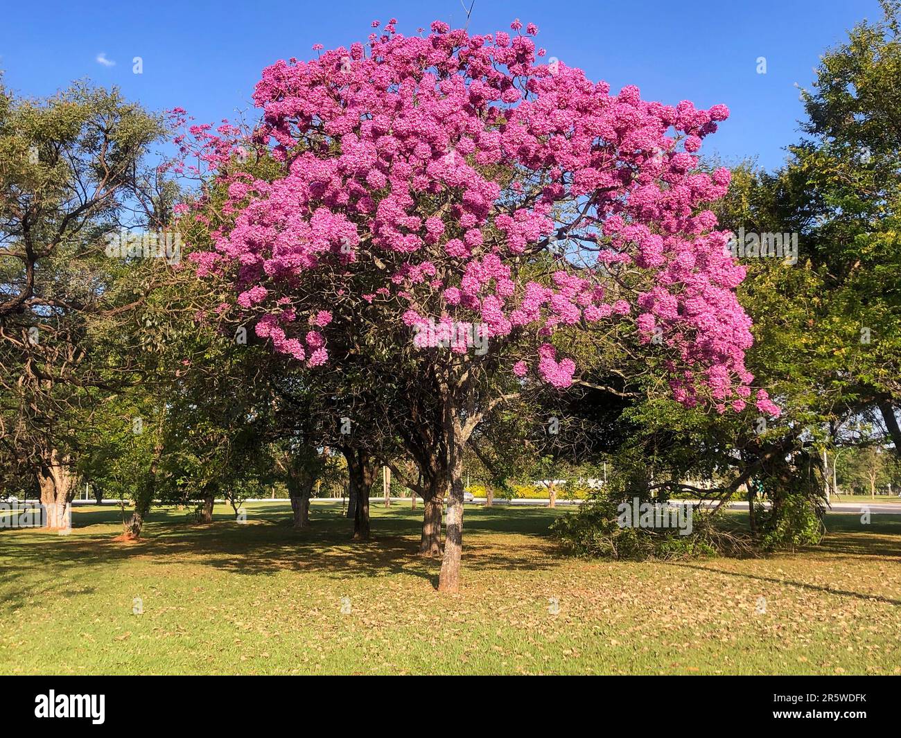 Details of the beautiful Pink Trumpet Tree (Handroanthus heptaphyllus ...