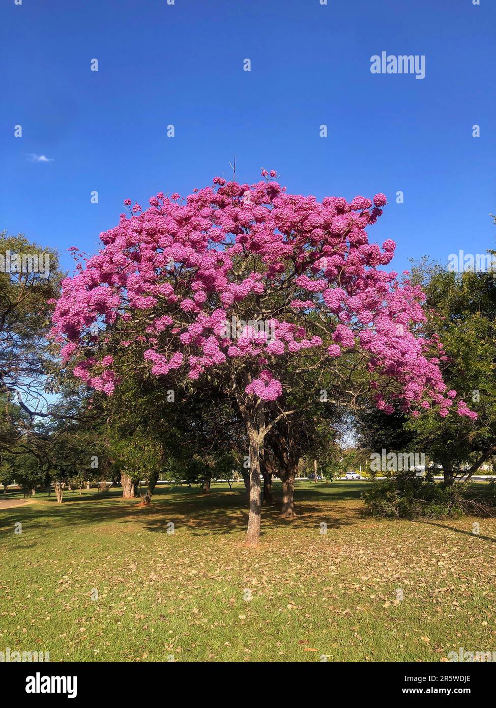 Details of the beautiful Pink Trumpet Tree (Handroanthus heptaphyllus ...