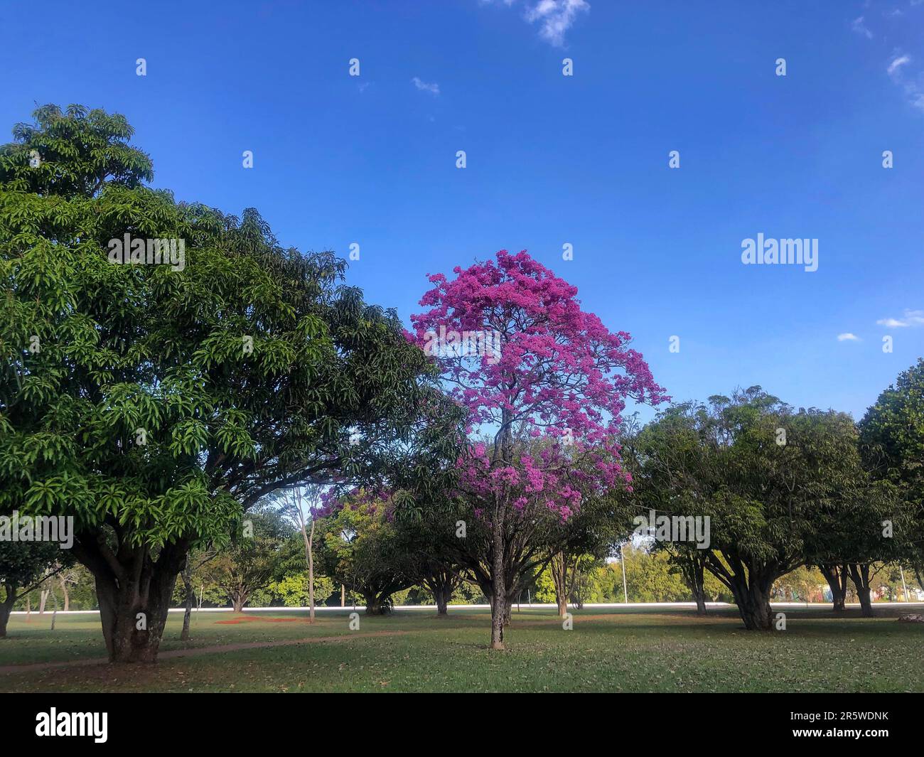 Details of the beautiful Pink Trumpet Tree (Handroanthus heptaphyllus ...