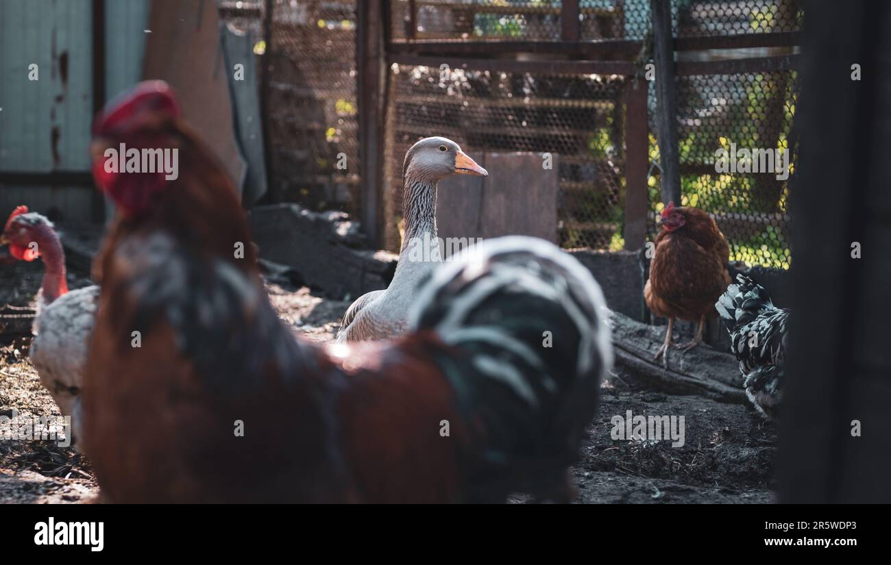 Goose walking in paddock. Domestic geese, rooster and chicken on a farm ...