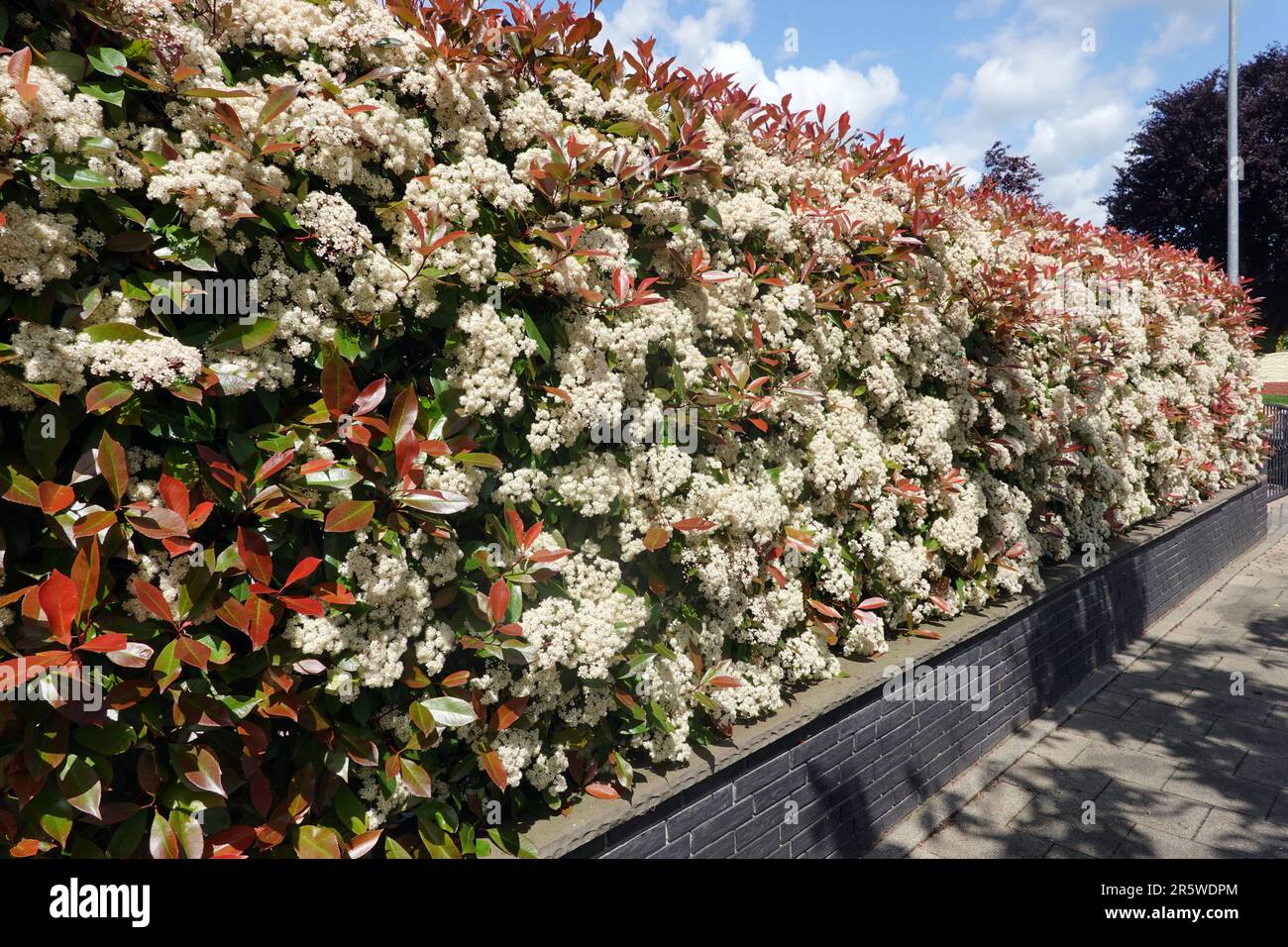 Glanzmispel ((Photinia spec.) - blühende Hecke, Nordrhein-Westfalen ...