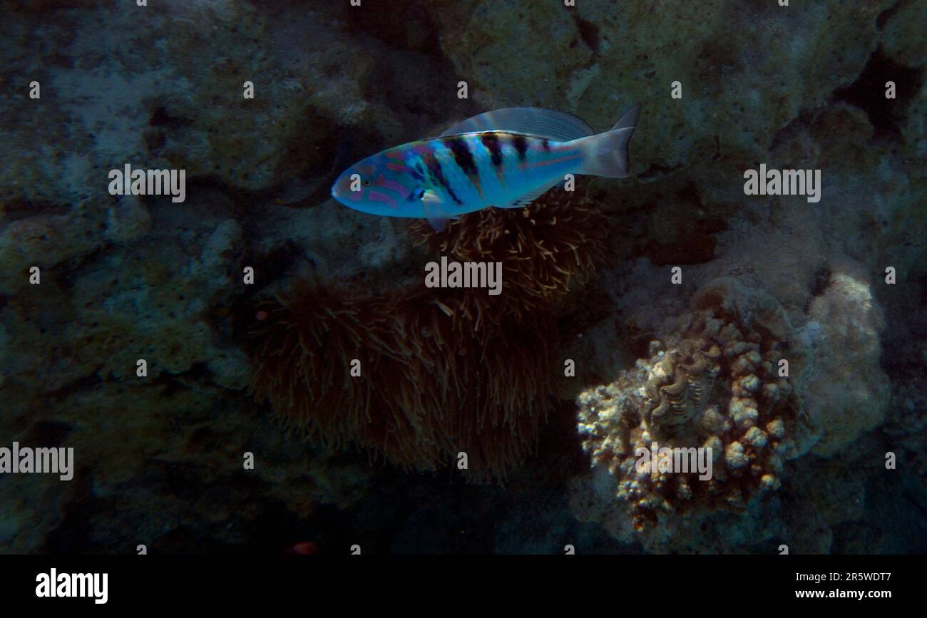 View of coral and fish in lagoon of New Caledonia Stock Photo - Alamy