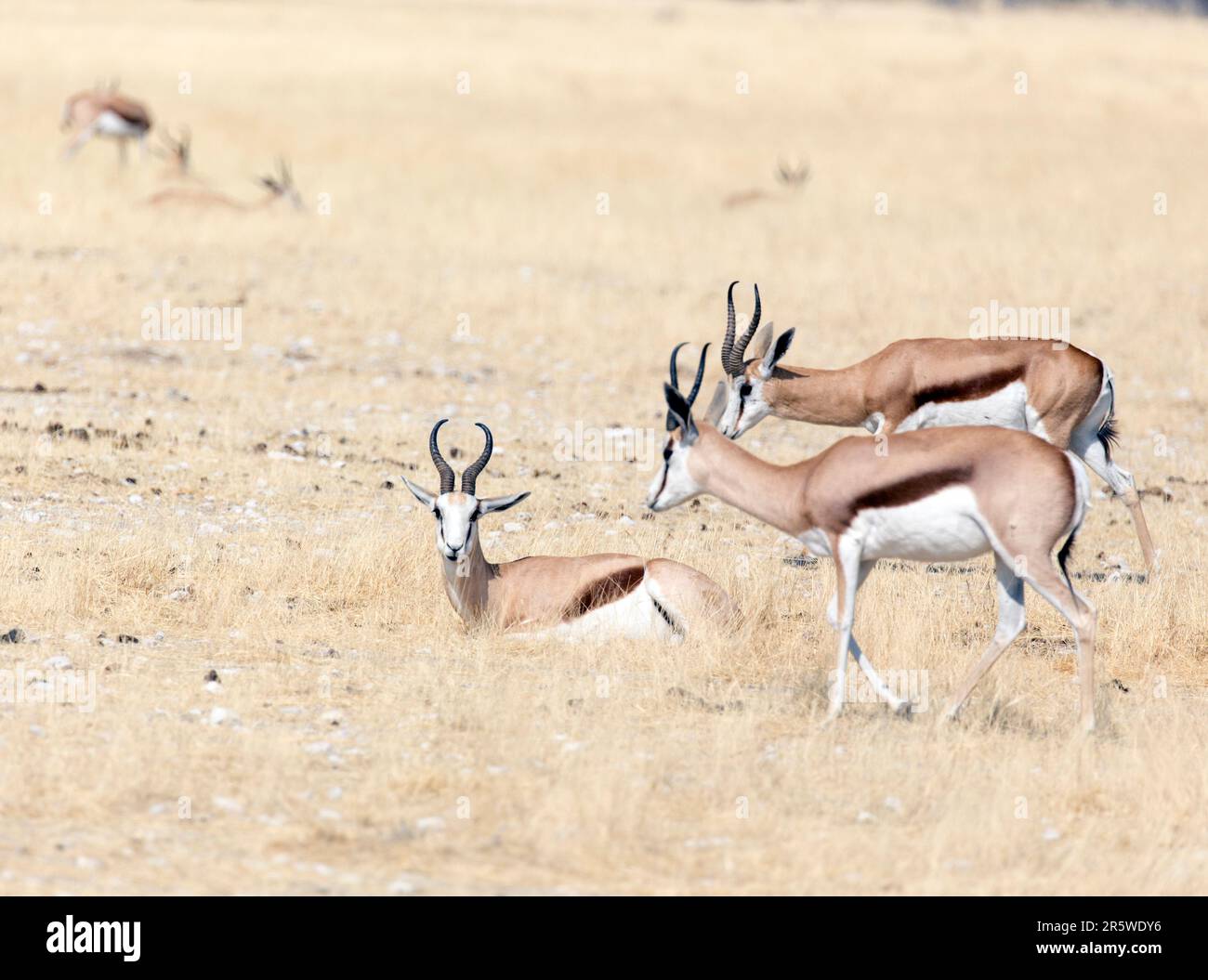View of springbok in a park in Namibia Stock Photo - Alamy