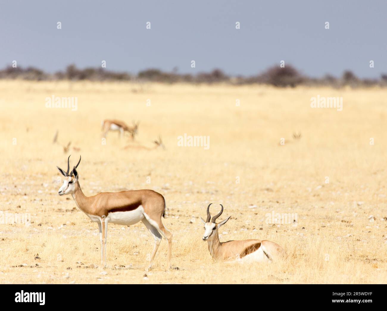 View of springbok in a park in Namibia Stock Photo - Alamy
