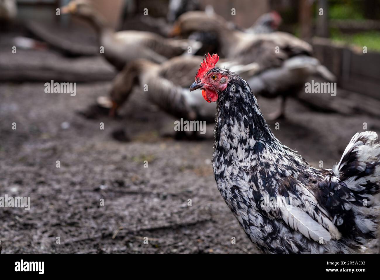 chickens on the traditional free range poultry farm in the village ...