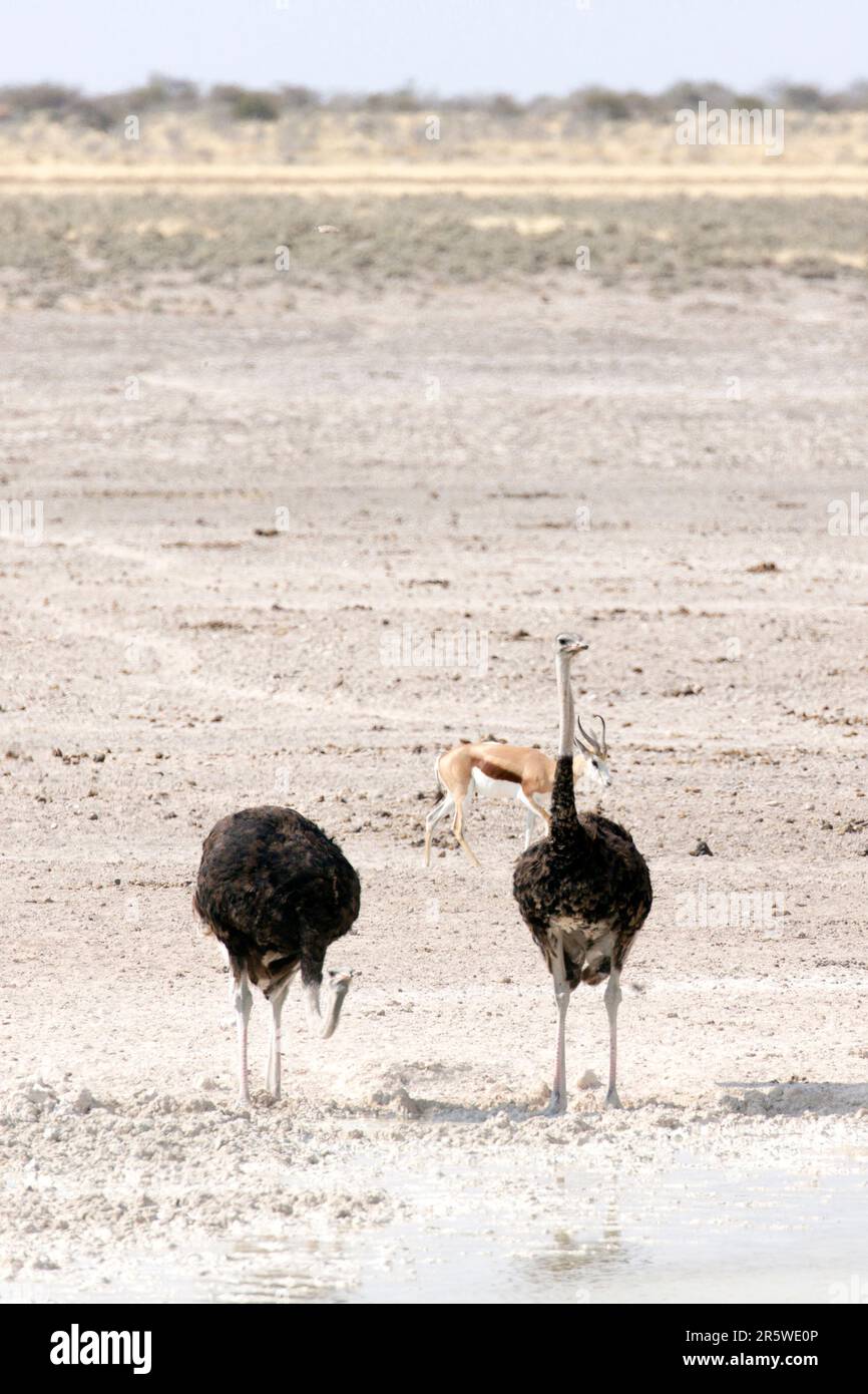 View of common ostrich birds in Namibia Stock Photo - Alamy